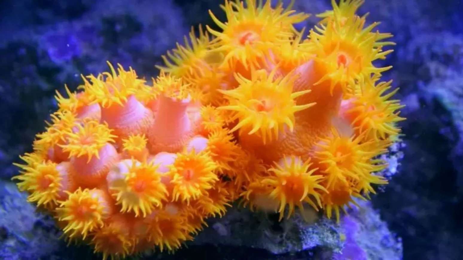 Coral-Sol: o invasor silencioso que está transformando o litoral brasileiro