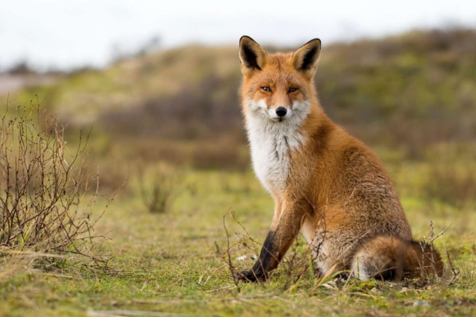 7 curiosidades interessantes sobre as raposas