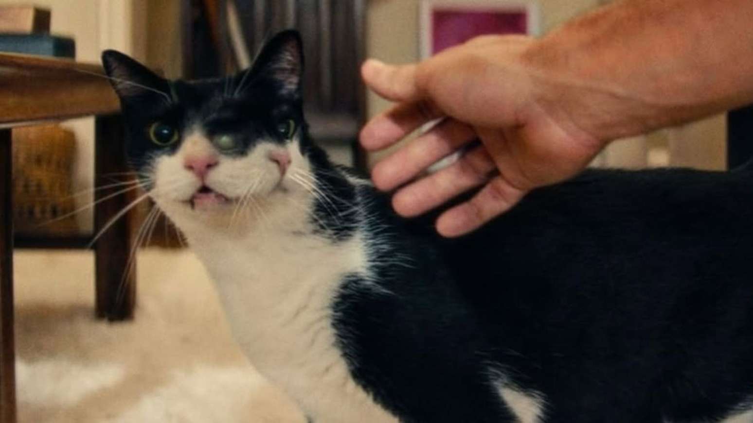 Gatas de 'O Agente Secreto' recebem prêmio inusitado no Festival de ...