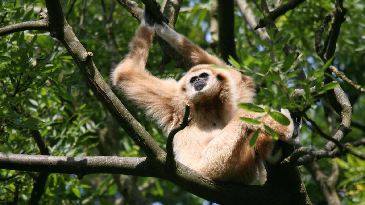 Muriqui-do-sul: o primata gigante da Mata Atlântica à beira da extinção