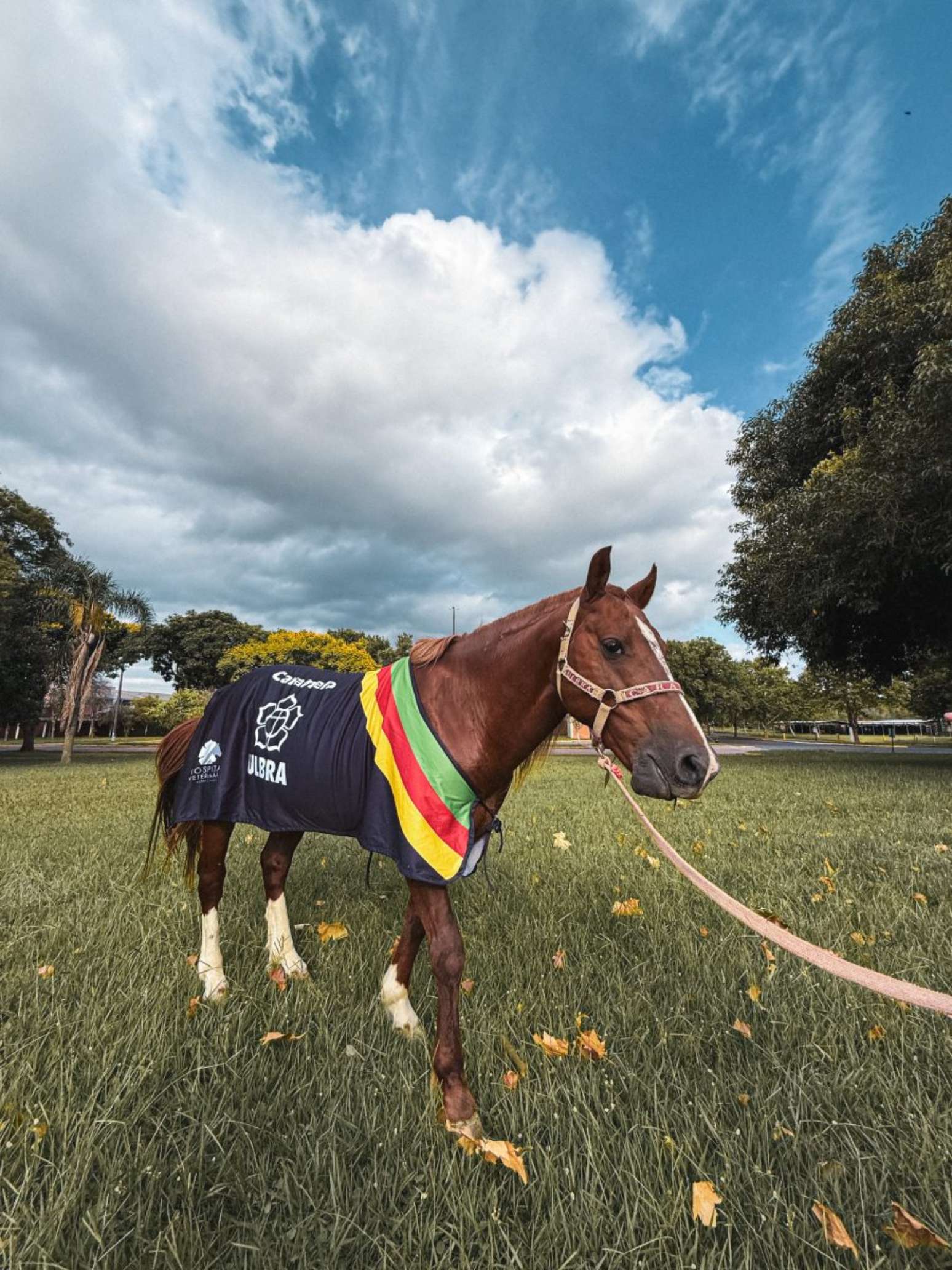Símbolo de Esperança: Ulbra Canoas abre visitação ao Cavalo Caramelo