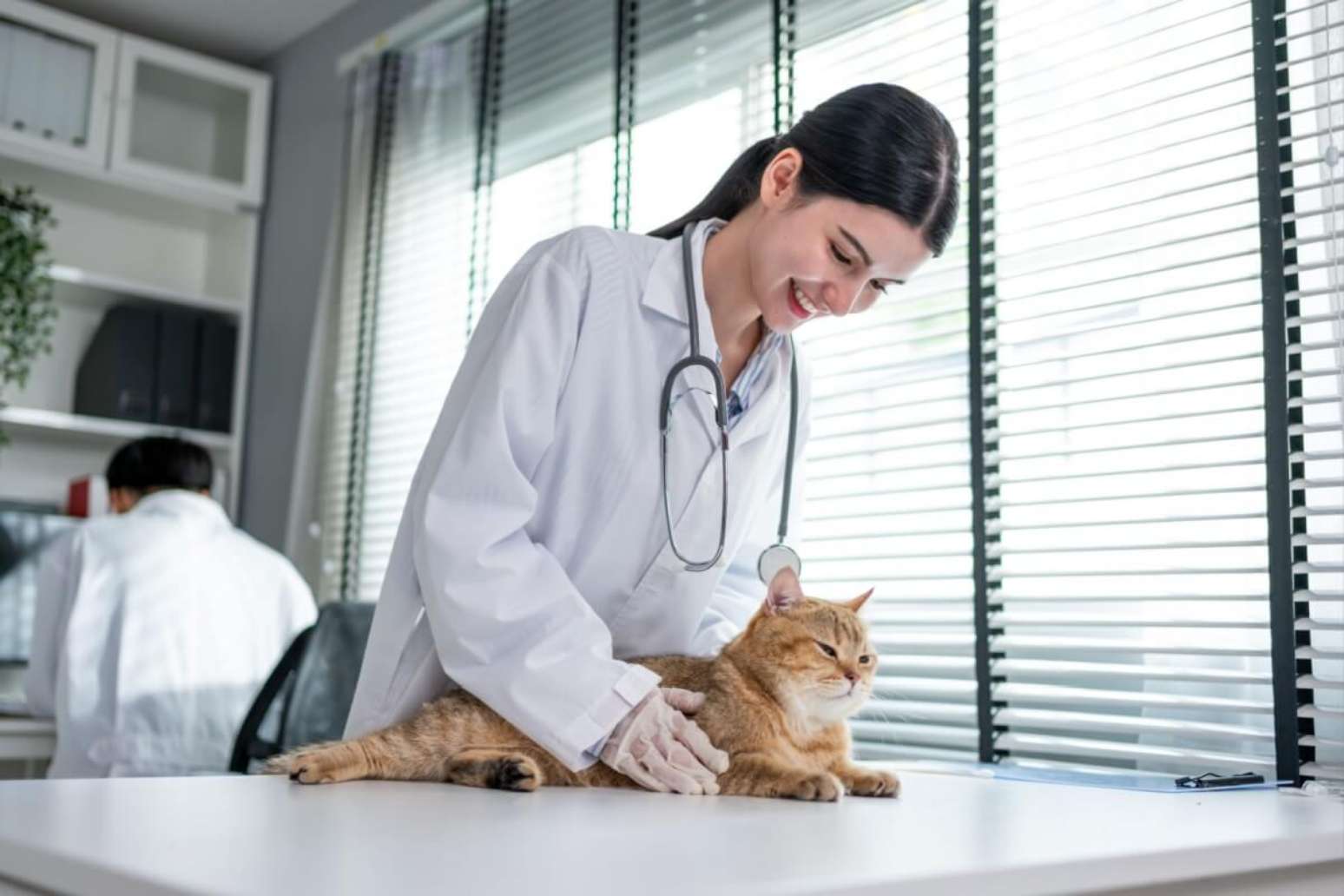 FIV e FELV em gatos: conheça os sintomas e as formas de transmissão