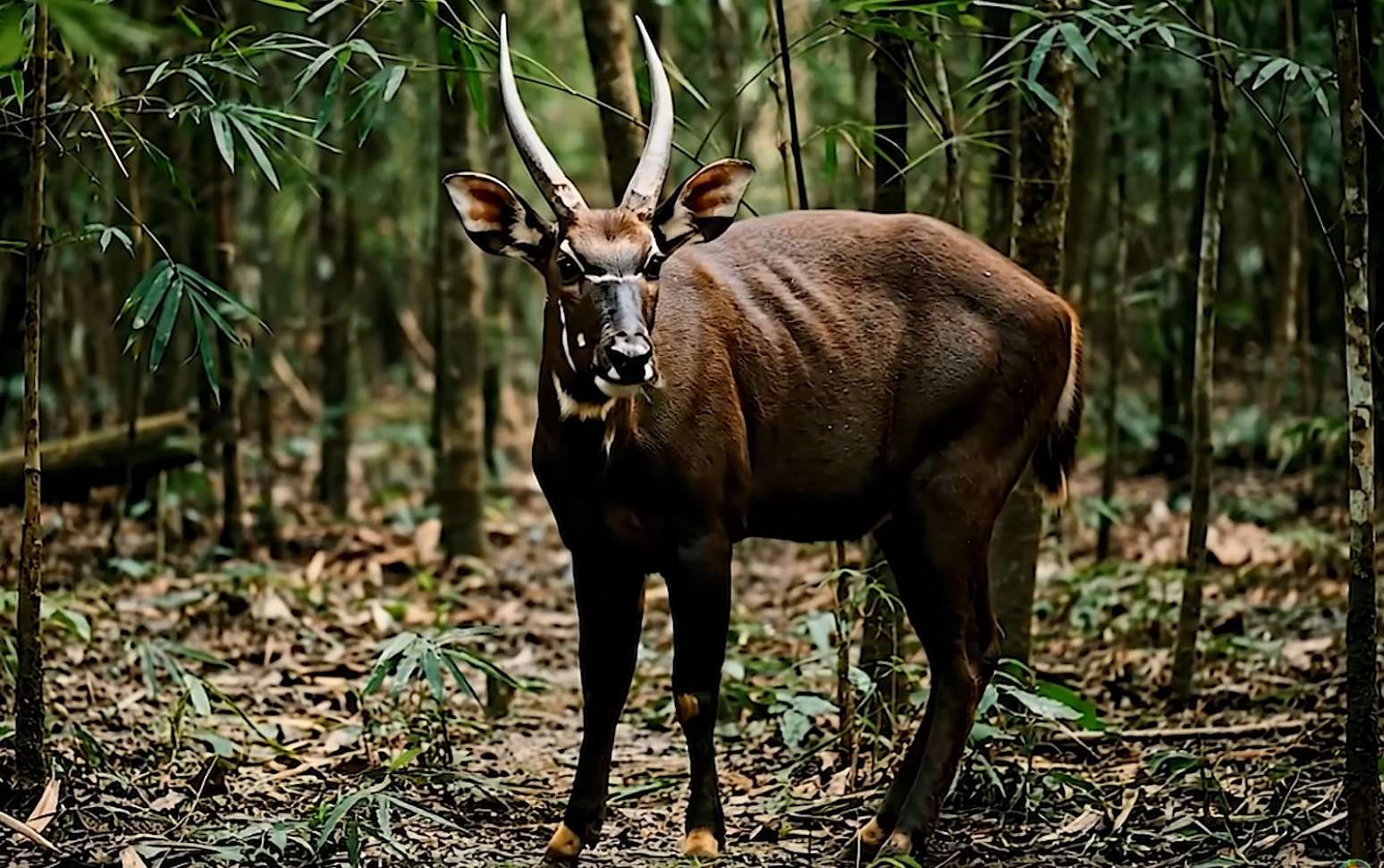 Conheça o Saola: o 'unicórnio' perdido das florestas do Sudeste Asiático