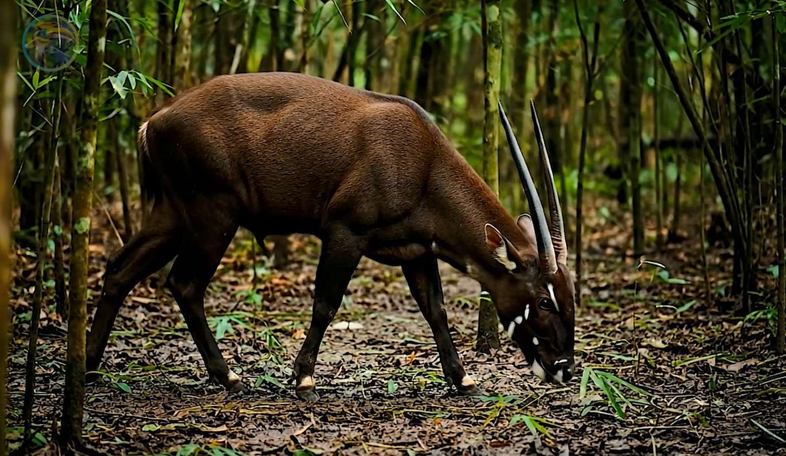 Conheça o Saola: o 'unicórnio' perdido das florestas do Sudeste Asiático