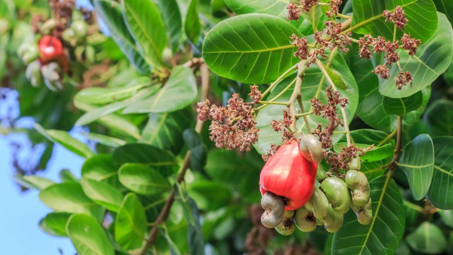 Entenda quais os benefícios do caju na alimentação