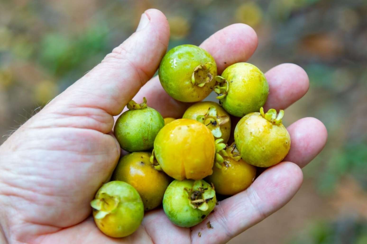 Gabiroba: benefícios da fruta pouco conhecida que é rica em fibras