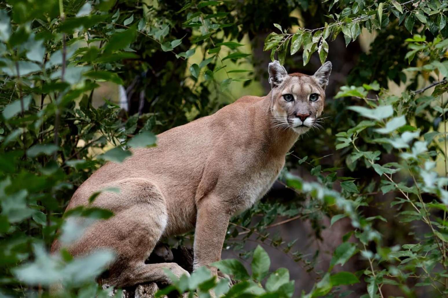 Puma: 10 curiosidades incríveis sobre esse felino