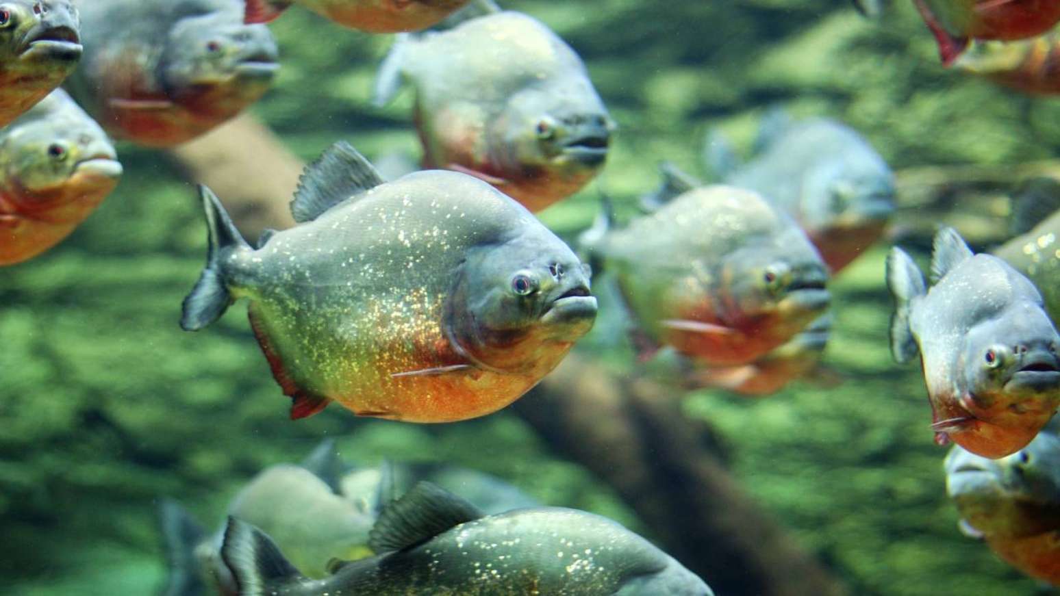 O verdadeiro risco das piranhas para humanos