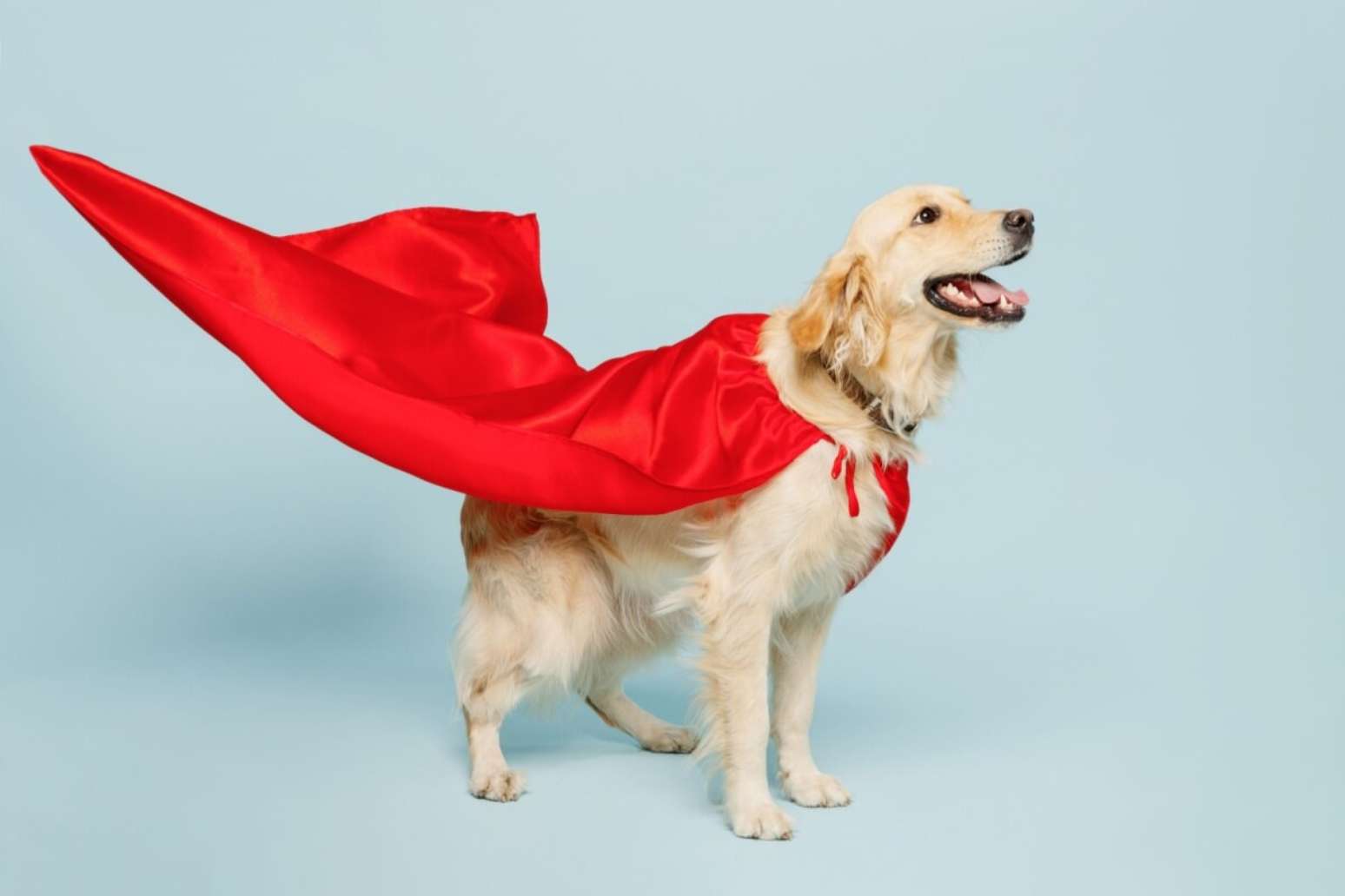 7 ideias de fantasia de Carnaval para cachorro