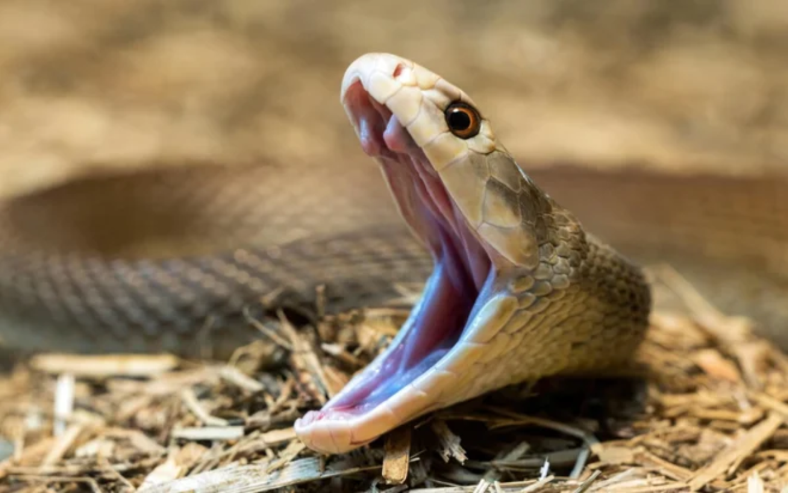 O homem que foi mordido centenas de vezes por cobras venenosas abre ...