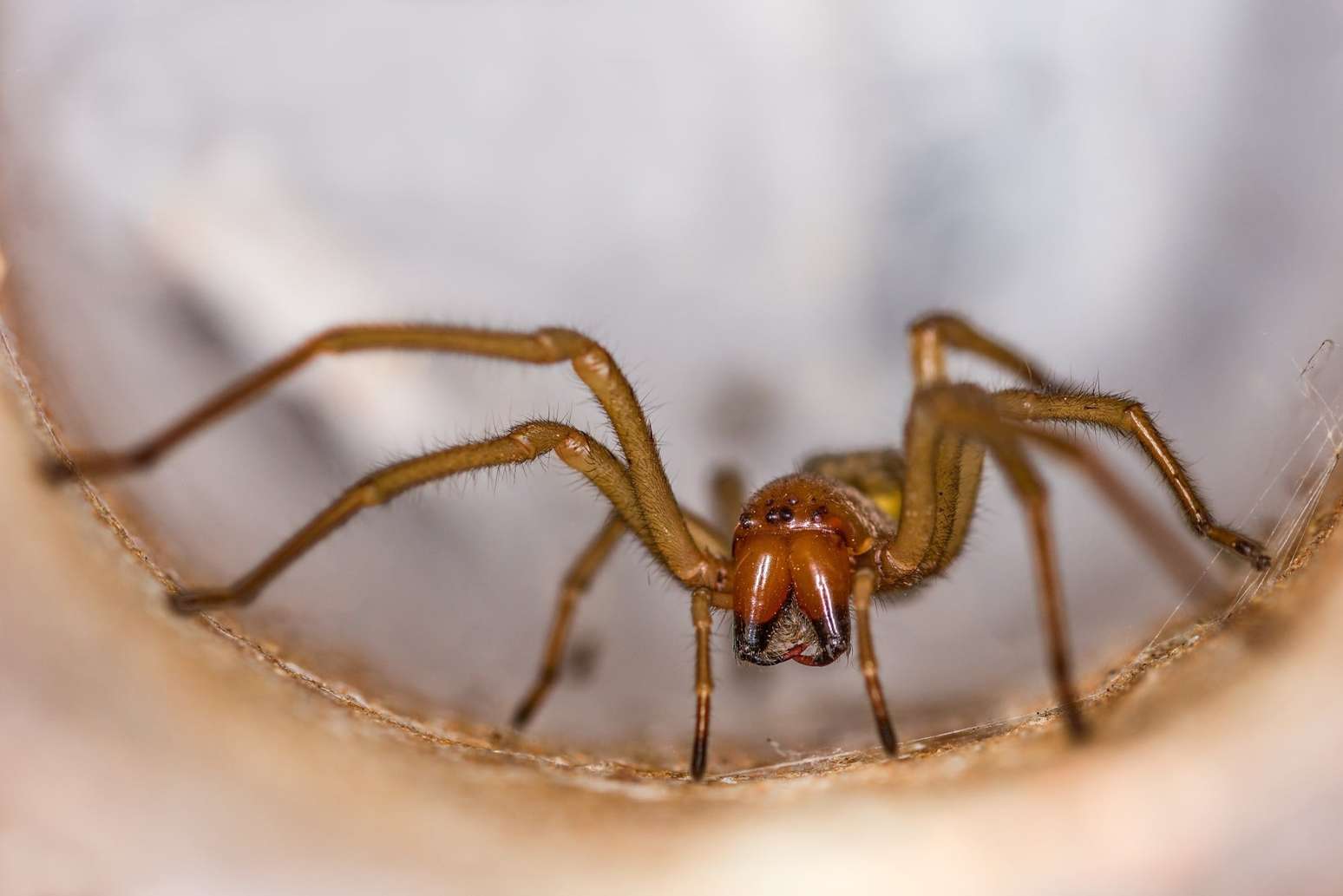 Como se proteger da aranha-marrom sem gastar dinheiro e usando itens ...