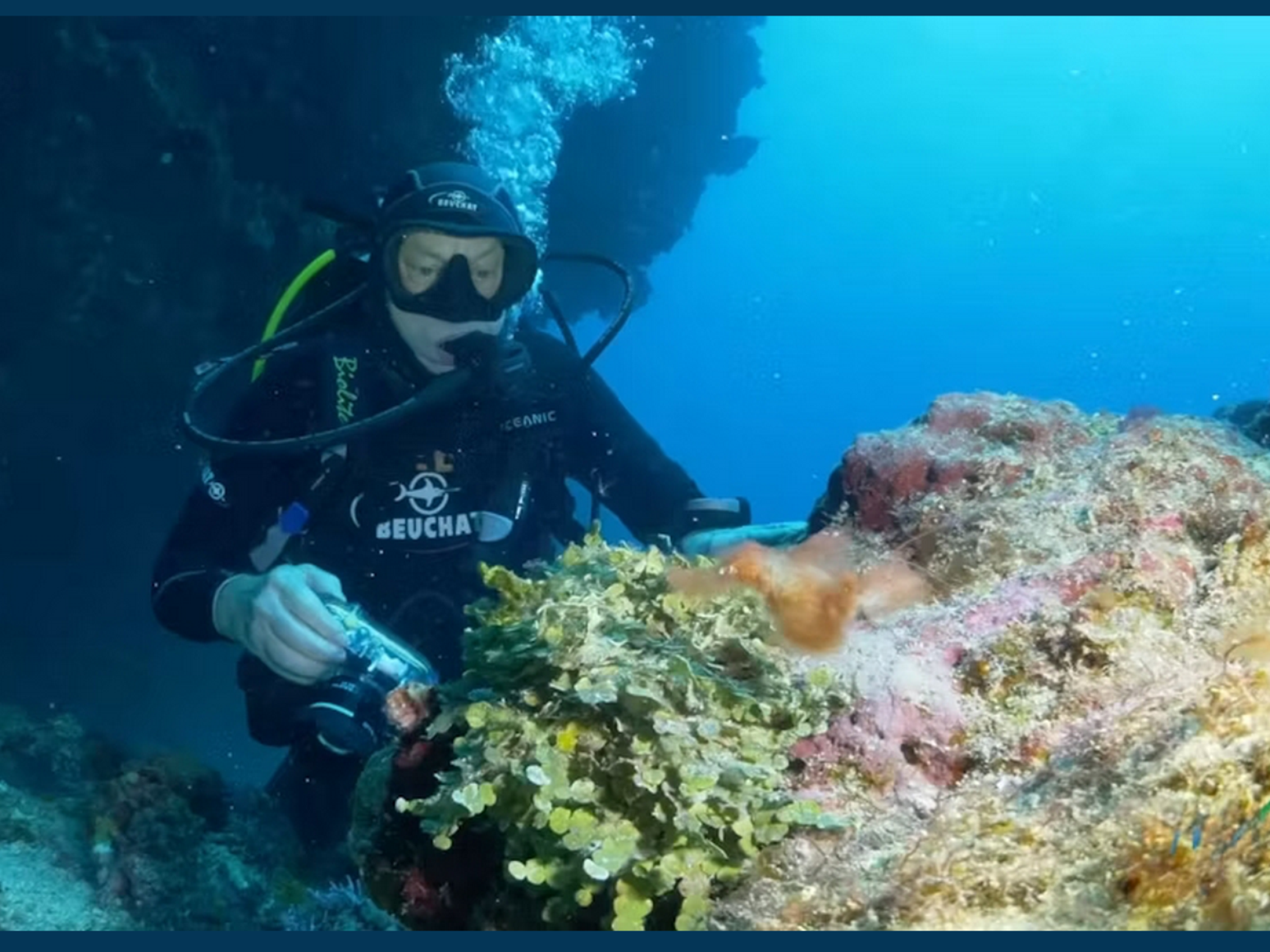O peixe que confundiu cientistas por décadas agora tem nome inspirado ...