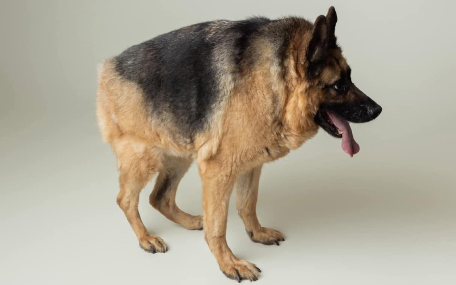 Cachorro cururu existe? Entenda o que está por trás desse apelido