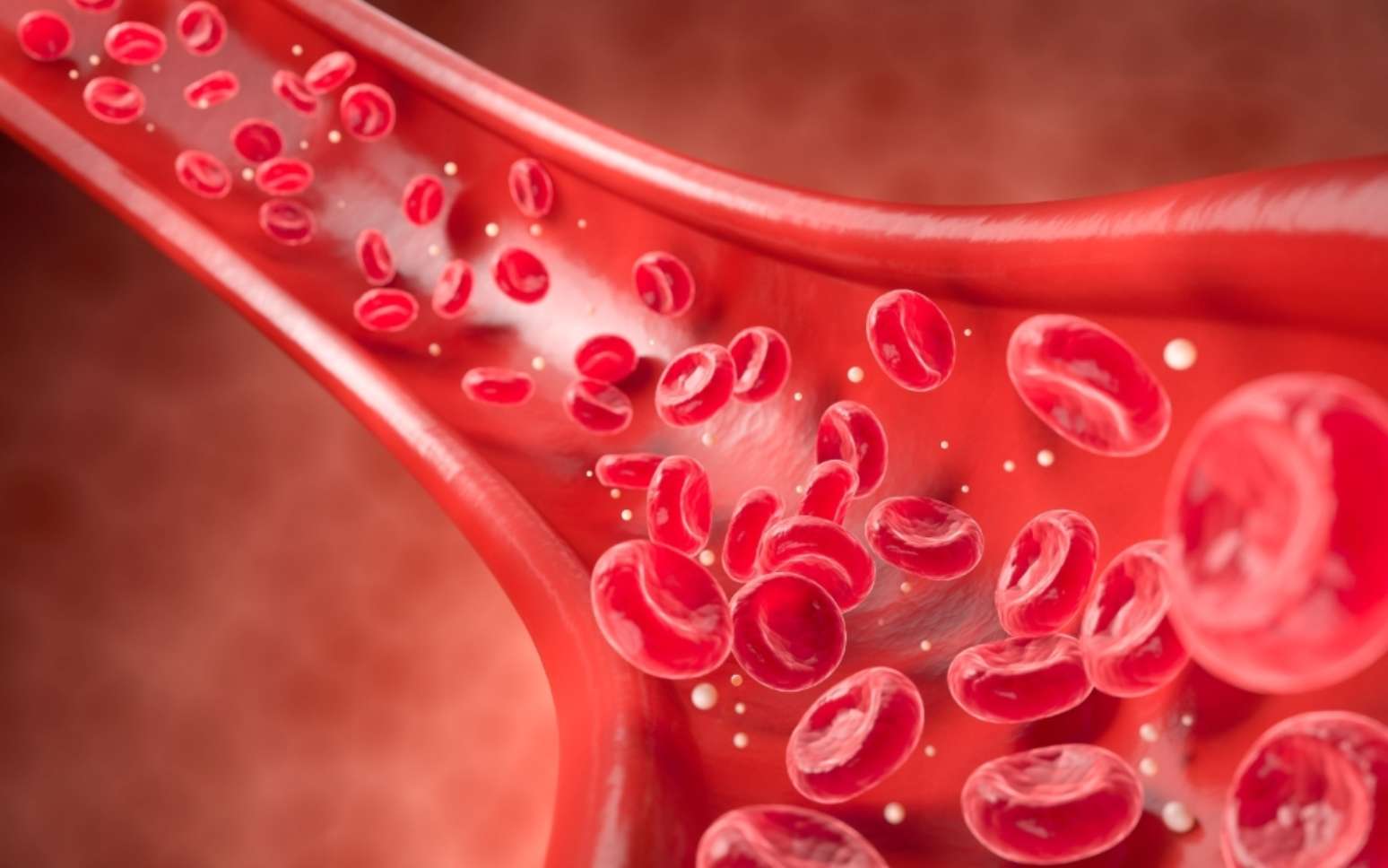 Por que reduzir o colesterol LDL é decisivo para proteger o coração