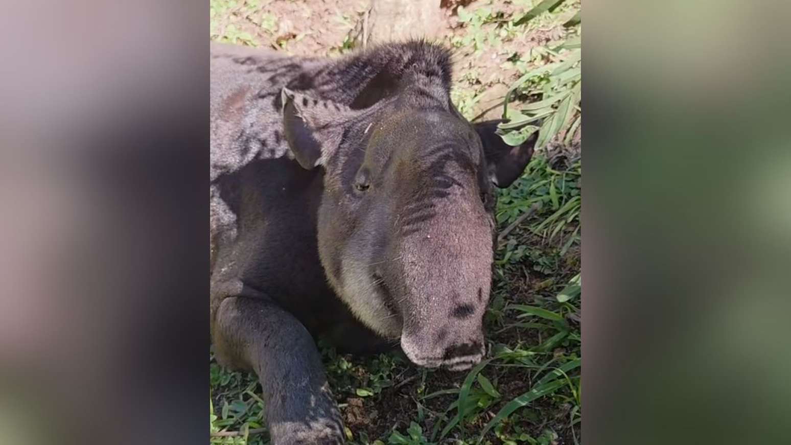 Anta "Neymar" morre após ser resgatada vítima de caça ilegal no ...