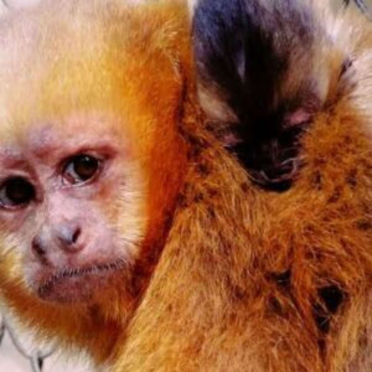 Macaco-prego-galego: conheça o primata raro do Nordeste ameaçado de ...