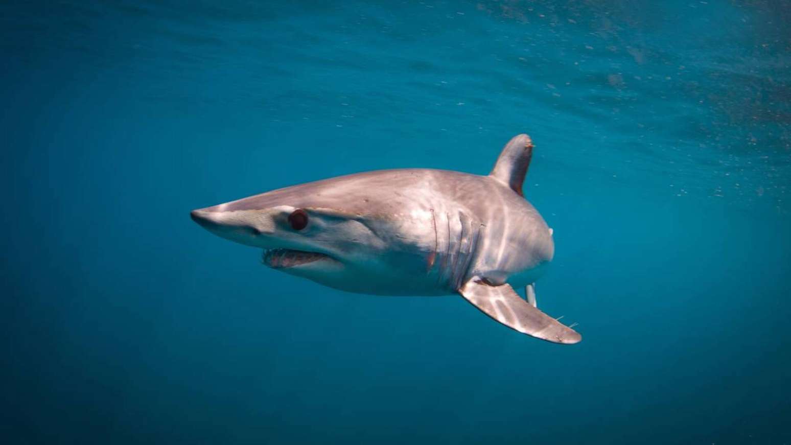 Tudo sobre o tubarão-mako: o predador mais veloz dos oceanos
