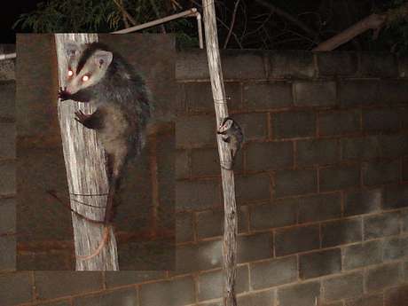 Você sabia? Animais usam drogas para fins medicinais e recreativos