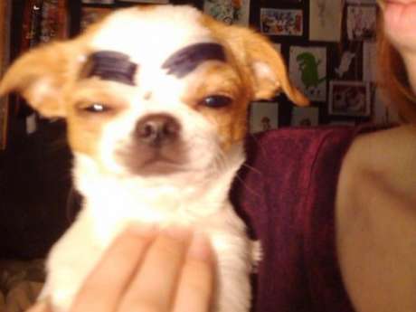 Imágenes de perros con cejas: irresistibles mascotas de la red