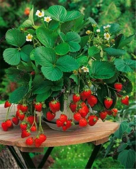 Como Plantar Morango: Confira o Passo a Passo de como Cultivar Como Plantar Morango: Confira o Passo a Passo de como Cultivar