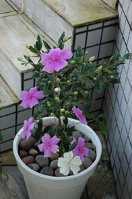 Manacá da Serra: Valorize o Seu Jardim Com a Exuberância das Flores