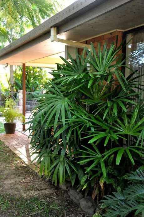 Palmeira Ráfia: Conheça a Planta e +61 Modelos Lindos