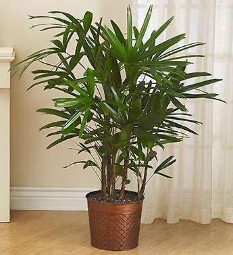 Palmeira Ráfia: Conheça a Planta e +61 Modelos Lindos