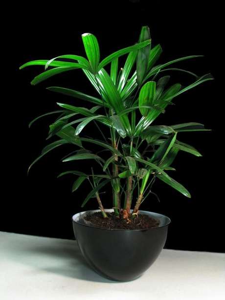 Palmeira Ráfia: Conheça a Planta e +61 Modelos Lindos