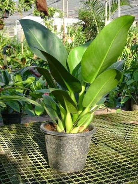 Pacová Como Cuidar 44 Ambientes Decorados Com Plantas
