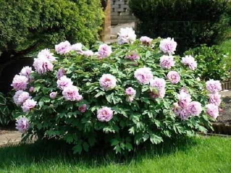 Peônia: Conheça e Se Apaixone pela Beleza Exótica Dessa Flor