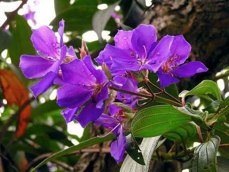 Flor Roxa: Tipos de Flores, Significado e +45 Ideias de Arranjos Lindos