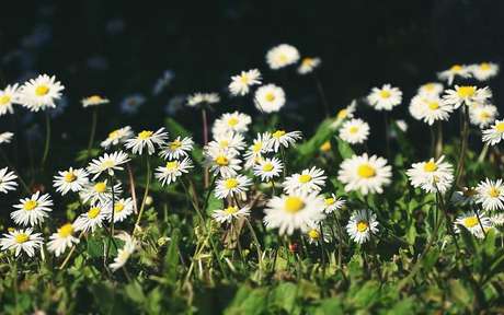 Margarida: conheça o poder da flor do amor e da juventude