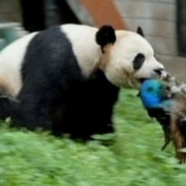 Vídeo flagra ataque de panda contra animal na China