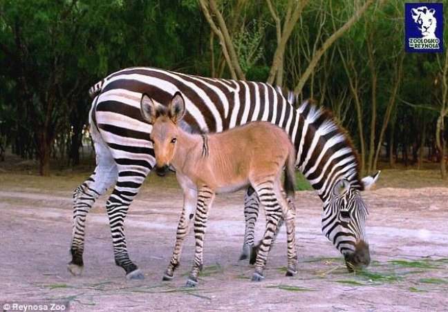 México: zoológico recebe filhote de zebra com jumento