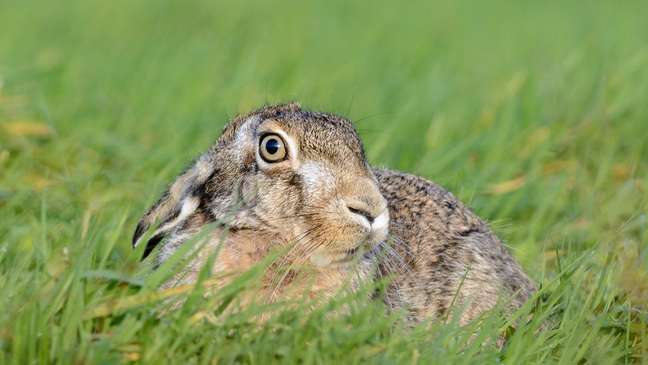 Lebres devastam plantações inteiras no Sul e Sudeste do Brasil