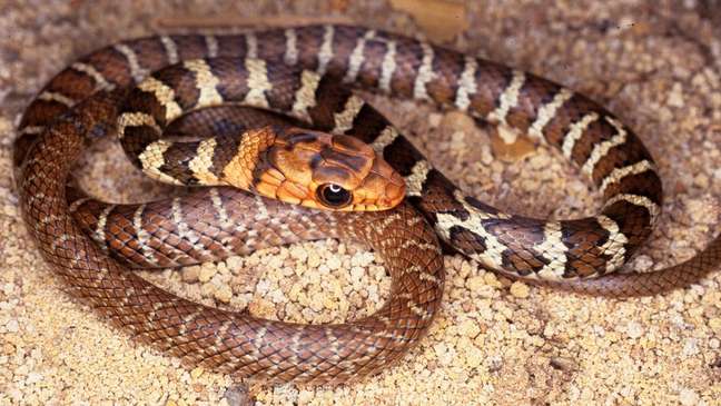Biólogo brasileiro reúne imagens de todas as cobras já identificadas no ...