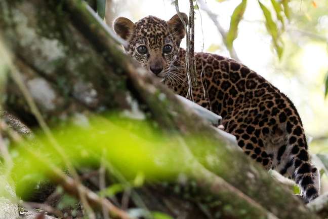 WIDER IMAGE-Onças-pintadas da Amazônia surpreendem pesquisadores e ...