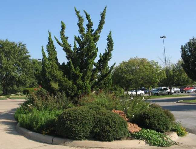 Kaizuka: Veja Tudo Sobre a Planta e +48 Lindos Modelos de Cultivo