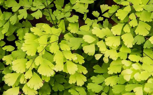 Conheça os benefícios da avenca para a saúde física e espiritual