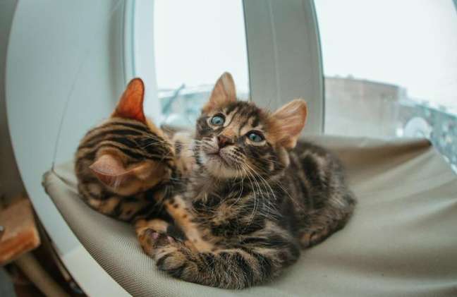 O que a cor do seu gato diz sobre ele