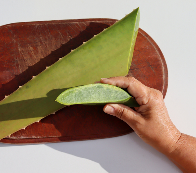 Babosa: saiba como cultivar e conheça suas propriedades