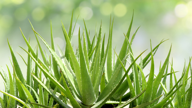 Babosa: saiba como cultivar e conheça suas propriedades