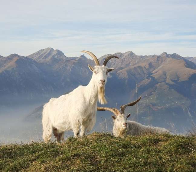 Os incríveis significados por trás de 9 animais místicos