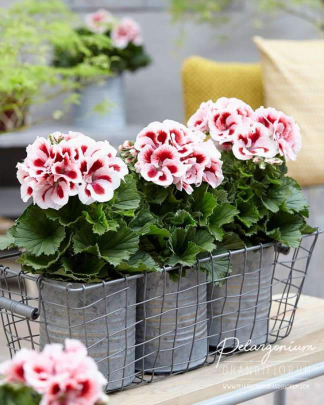 Gerânio: Como Cuidar, Tipos +48 Cores Lindas para Plantar no Seu Jardim
