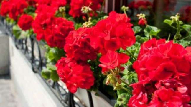 Gerânio: Como Cuidar, Tipos +48 Cores Lindas para Plantar no Seu Jardim