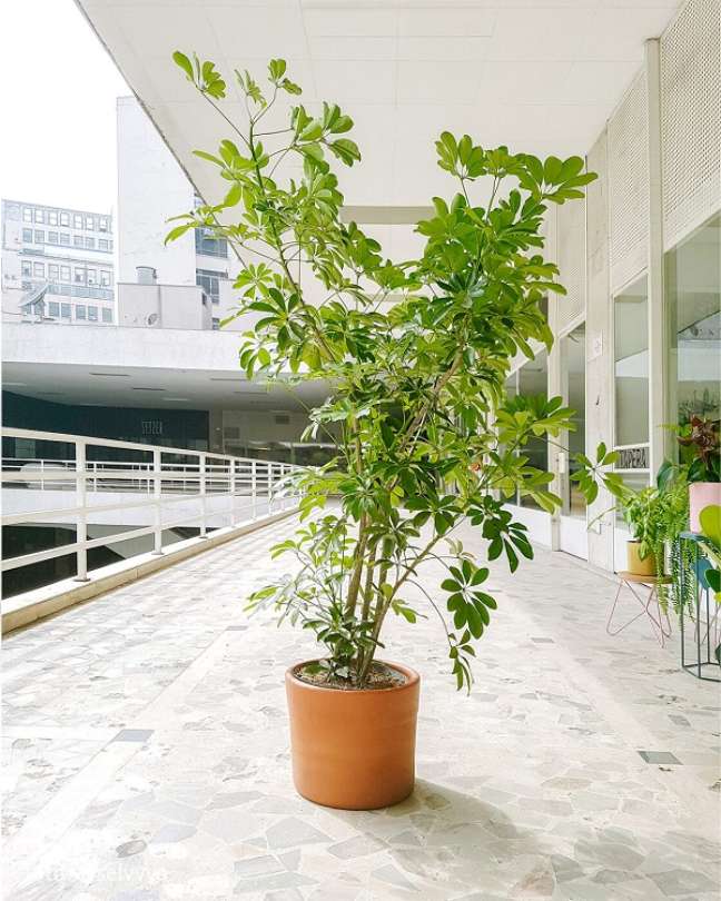 Cheflera: Aprenda Como Cuidar da Planta no Jardim e Dentro de Casa