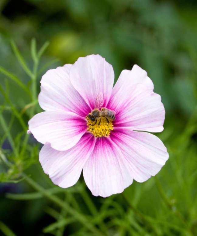 15 tipos de cosmos para se apaixonar!