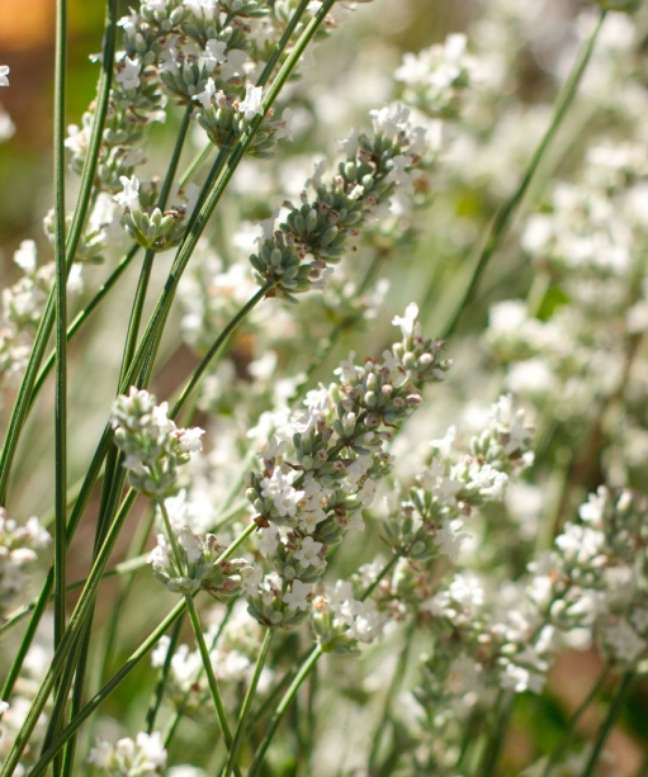 15 tipos de lavanda para perfumar seu jardim