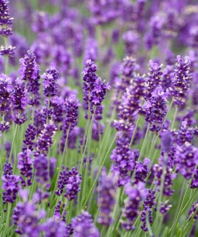 15 tipos de lavanda para perfumar seu jardim