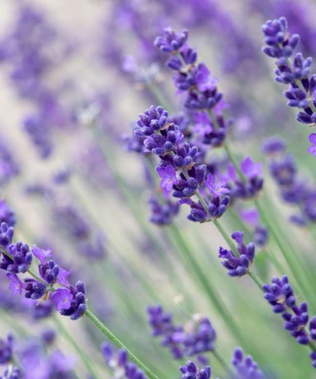 15 tipos de lavanda para perfumar seu jardim